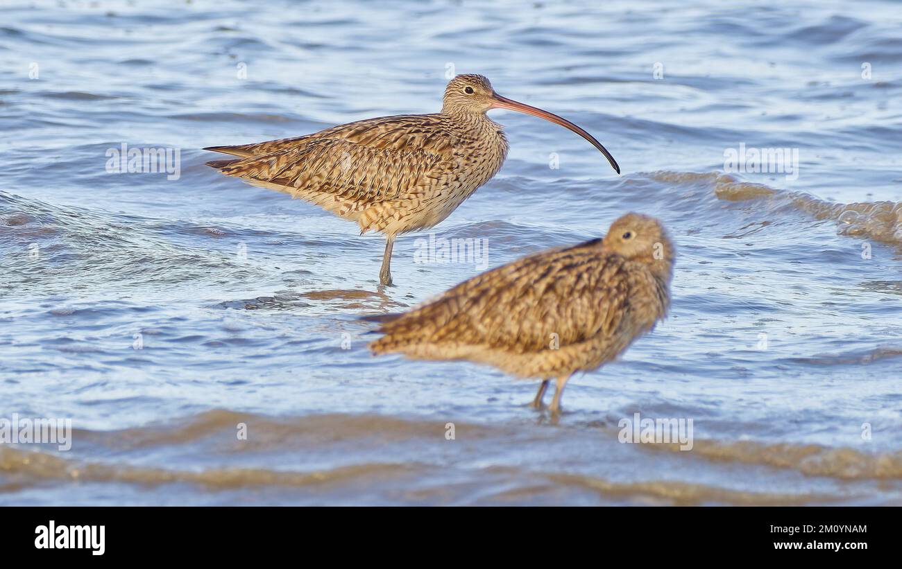 Two Eastern curlew birds standing in shallow water on mudflats in ...
