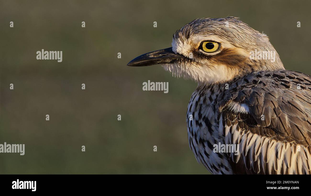 Bush stone curlew portrait in late afternoon light with bird facing ...