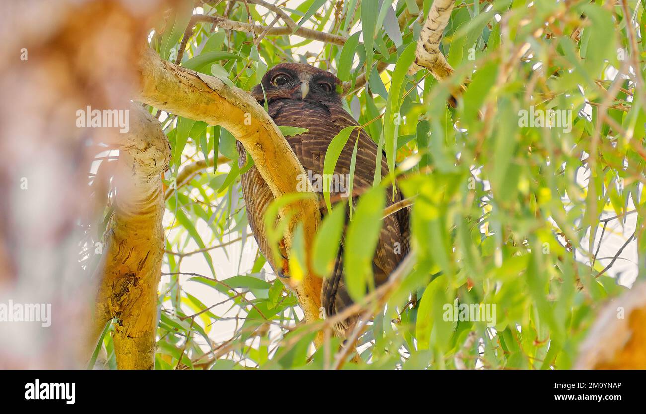 Rufous owl looking down from perch, hidden in a leafy eucalypt tree in ...