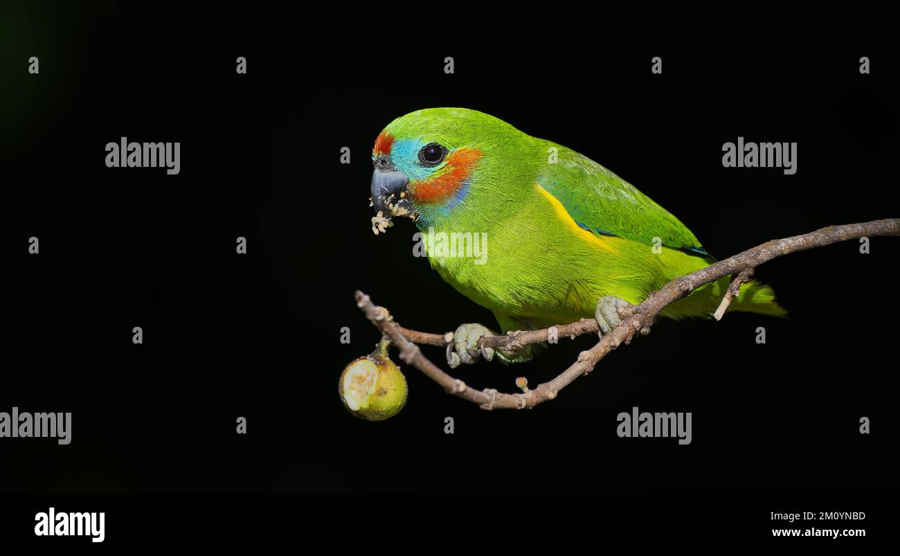 Male Double eyed fig parrot perched on a branch against black ...