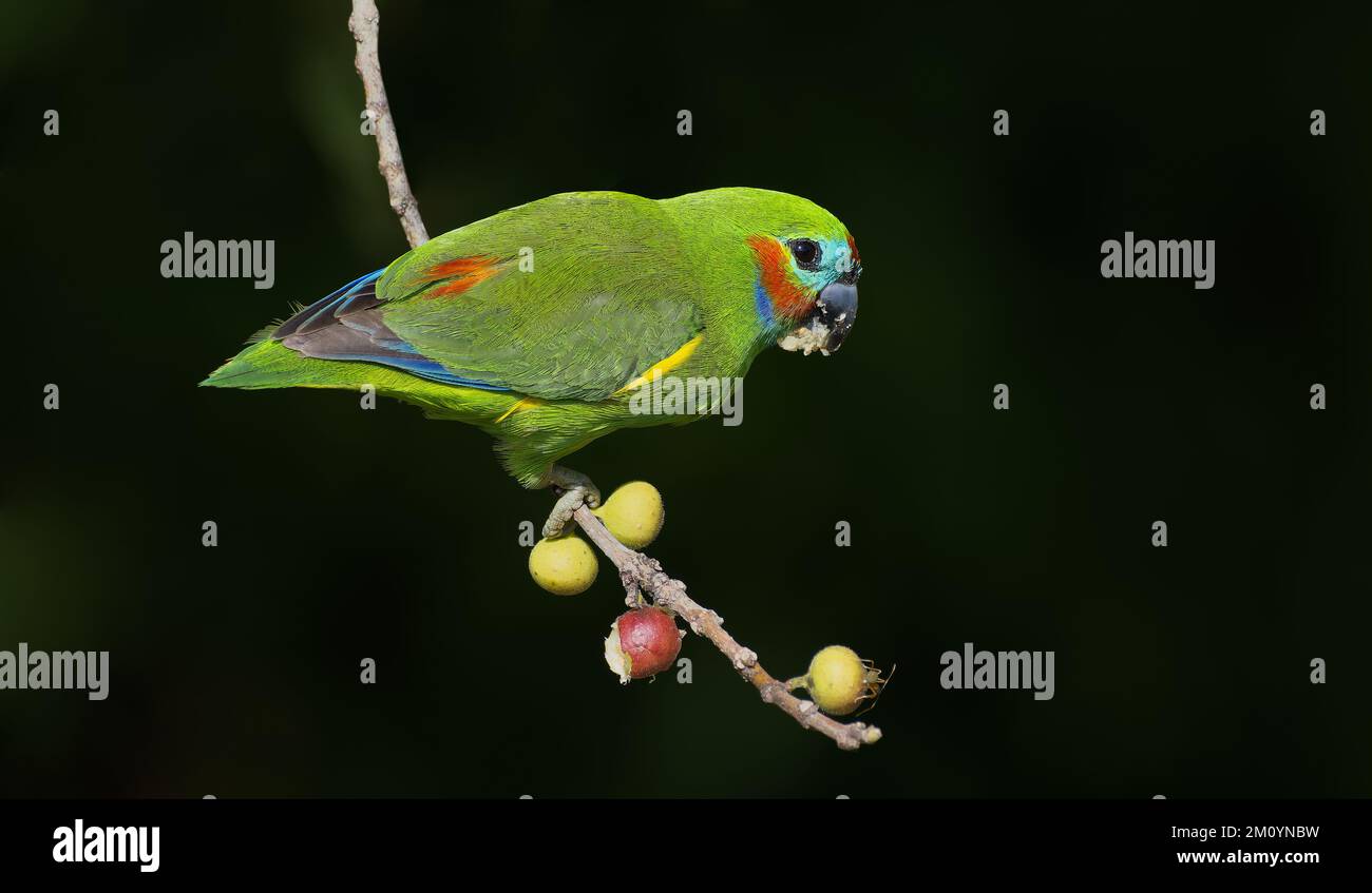 Male Double eyed fig parrot perched on a branch against black ...