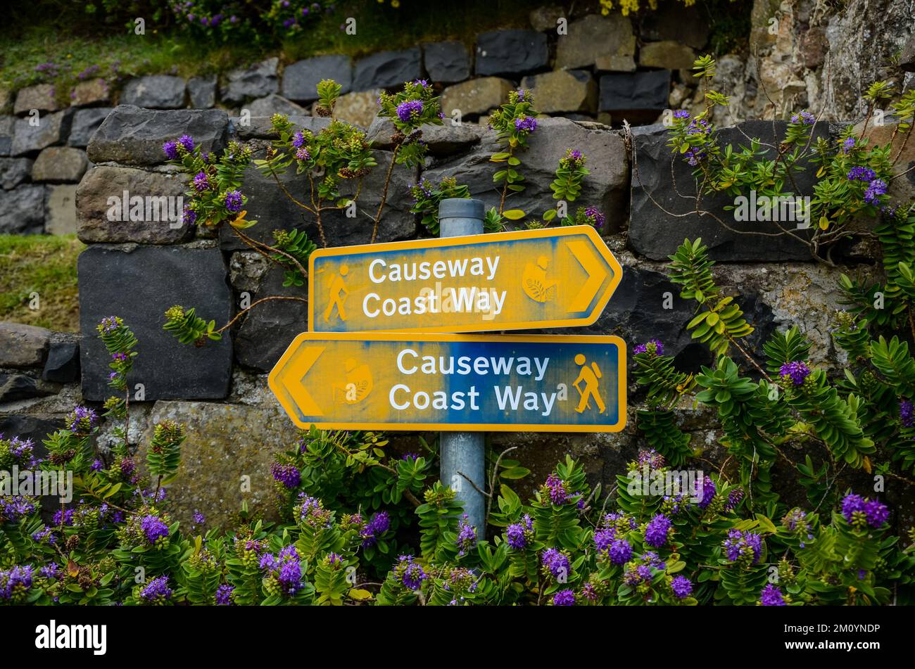 Weathered trail signs and purple flowers in front of a stone wall along ...