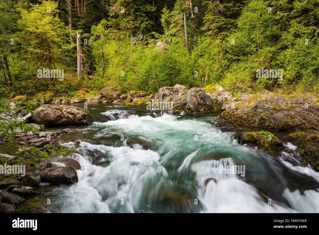 Clear waters of the Sol Duc River rushing over rocks in Olympic ...