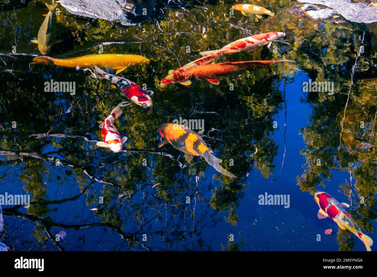 Tranquil scene of colorful koi fish and reflections in water form ...
