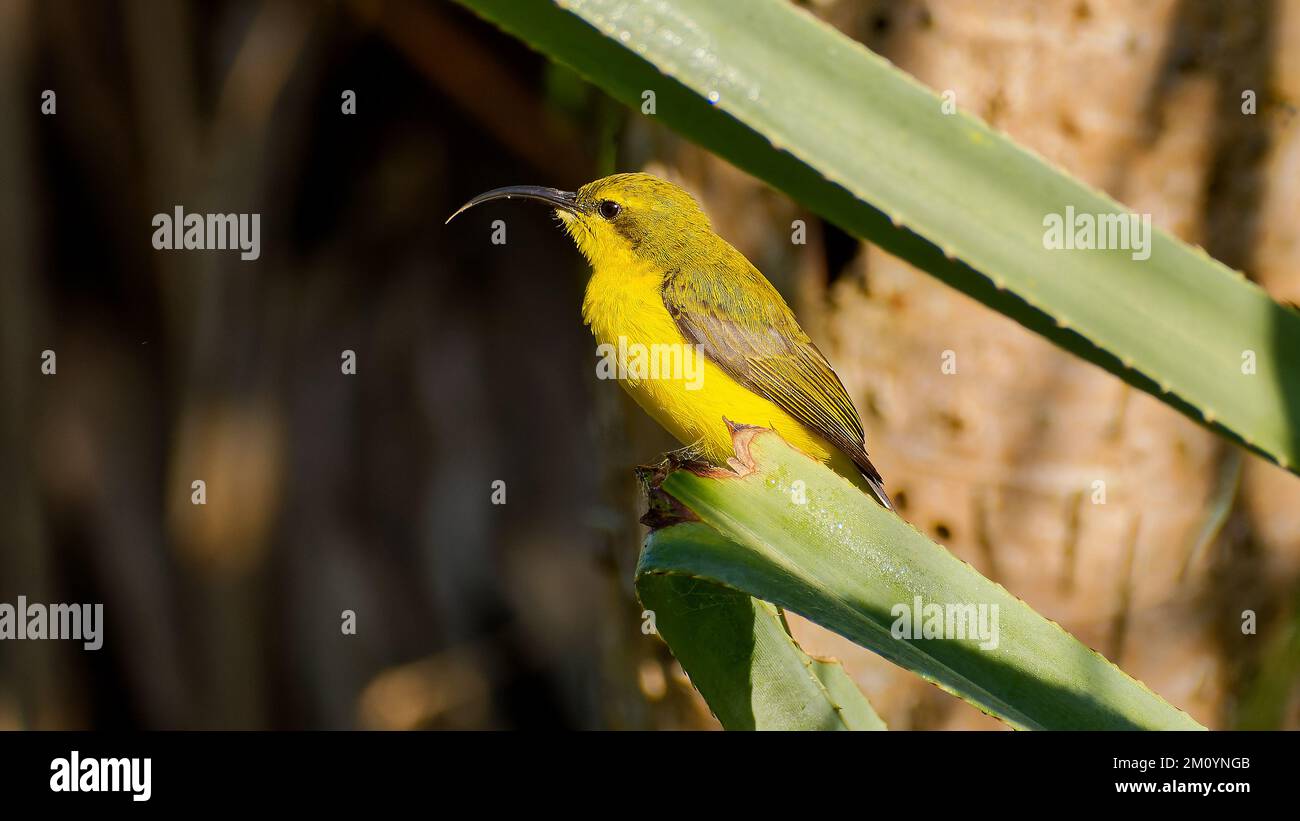 Olive backed sunbird hi-res stock photography and images - Alamy