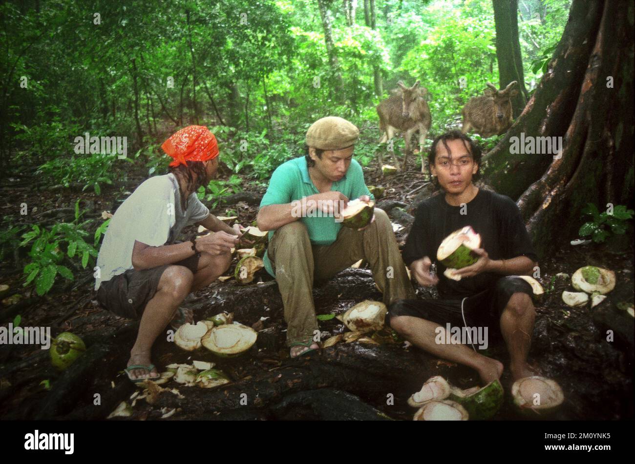 Foraging Javan rusa deers standing in the back of national park ...