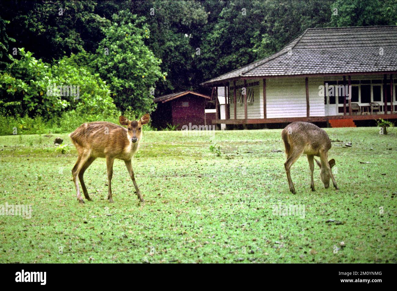 Habituated rusa hi-res stock photography and images - Alamy
