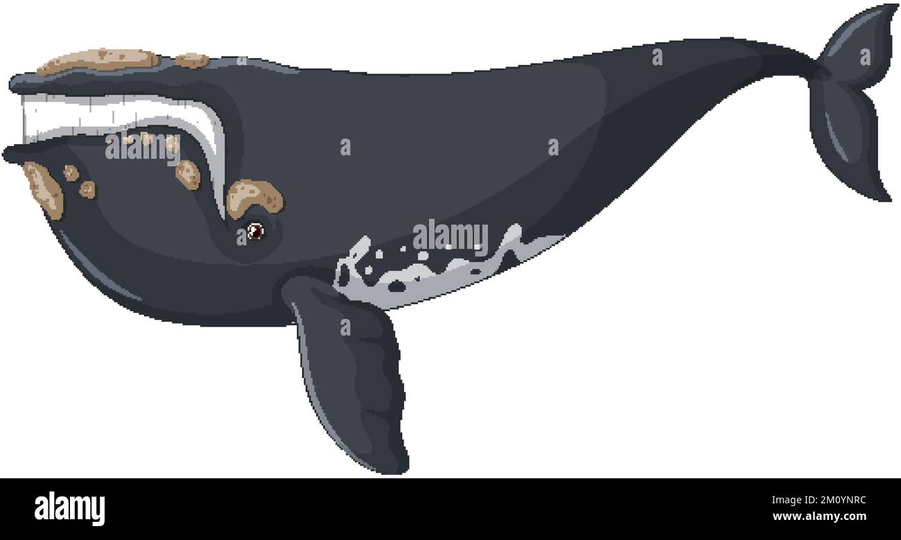 North Atlantic Right Whale Drawing