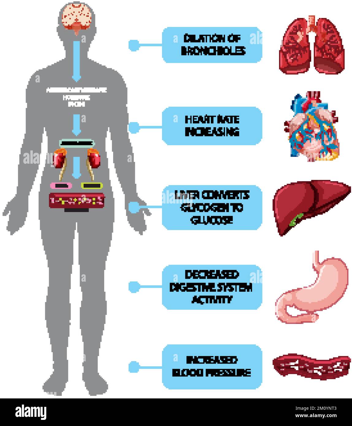 Stress response anatomical diagram with inner organs illustration Stock ...