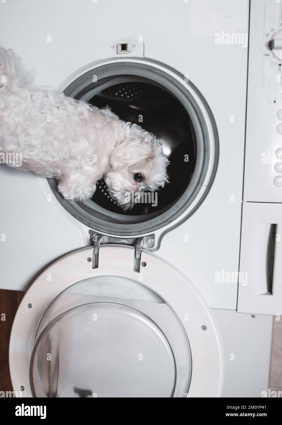 Cute little white dog looking back by washing machine Stock Photo - Alamy