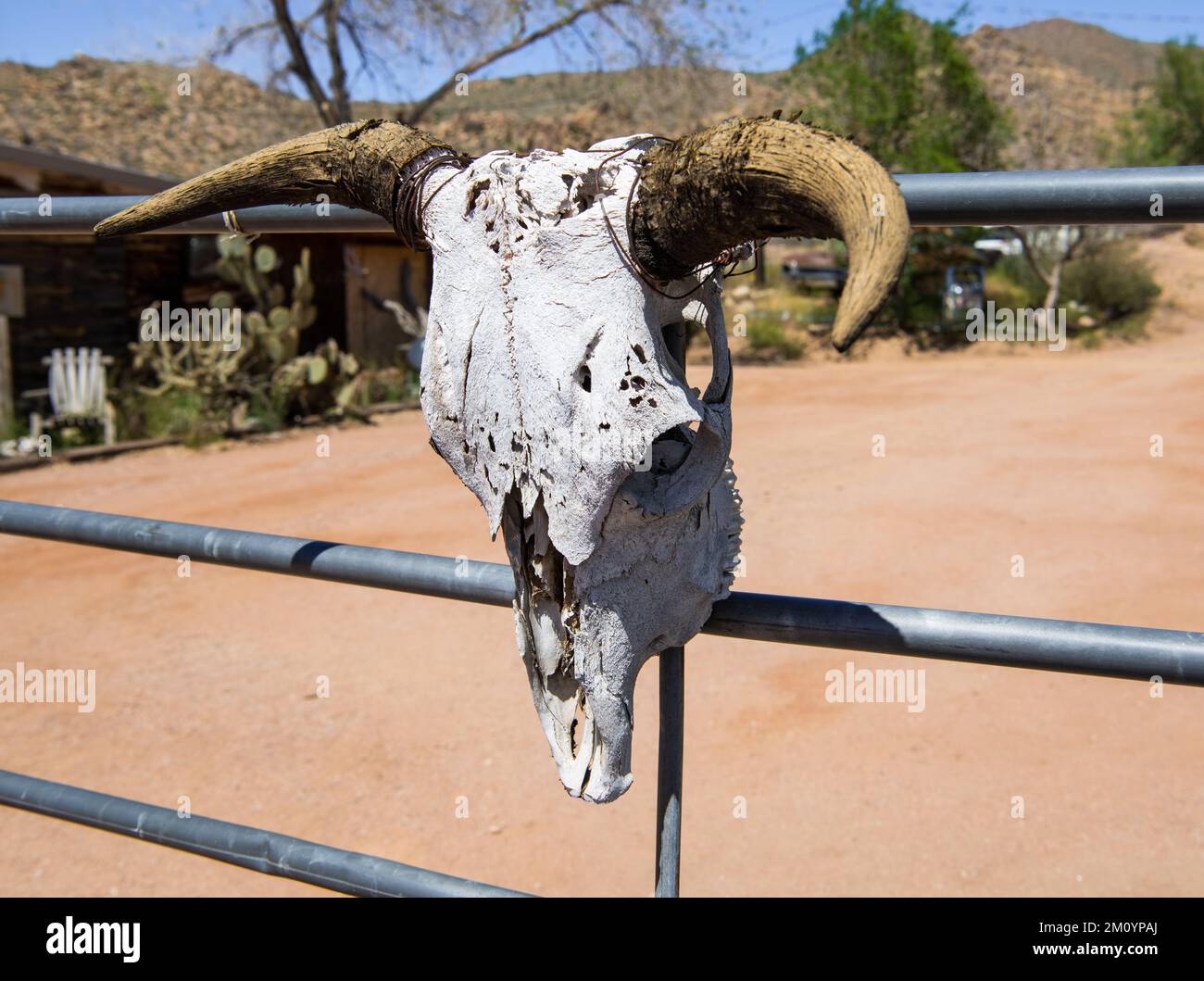Rustic scene of a cow skull hanging from a fence Stock Photo - Alamy