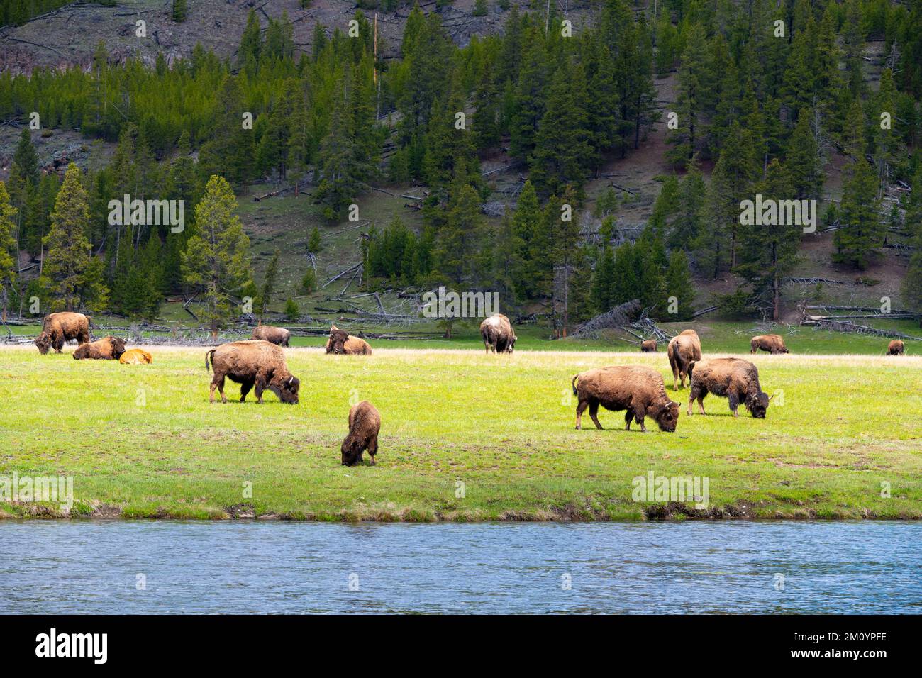 Herd of buffalo grazing on green grass beside a river in Yellowstone ...