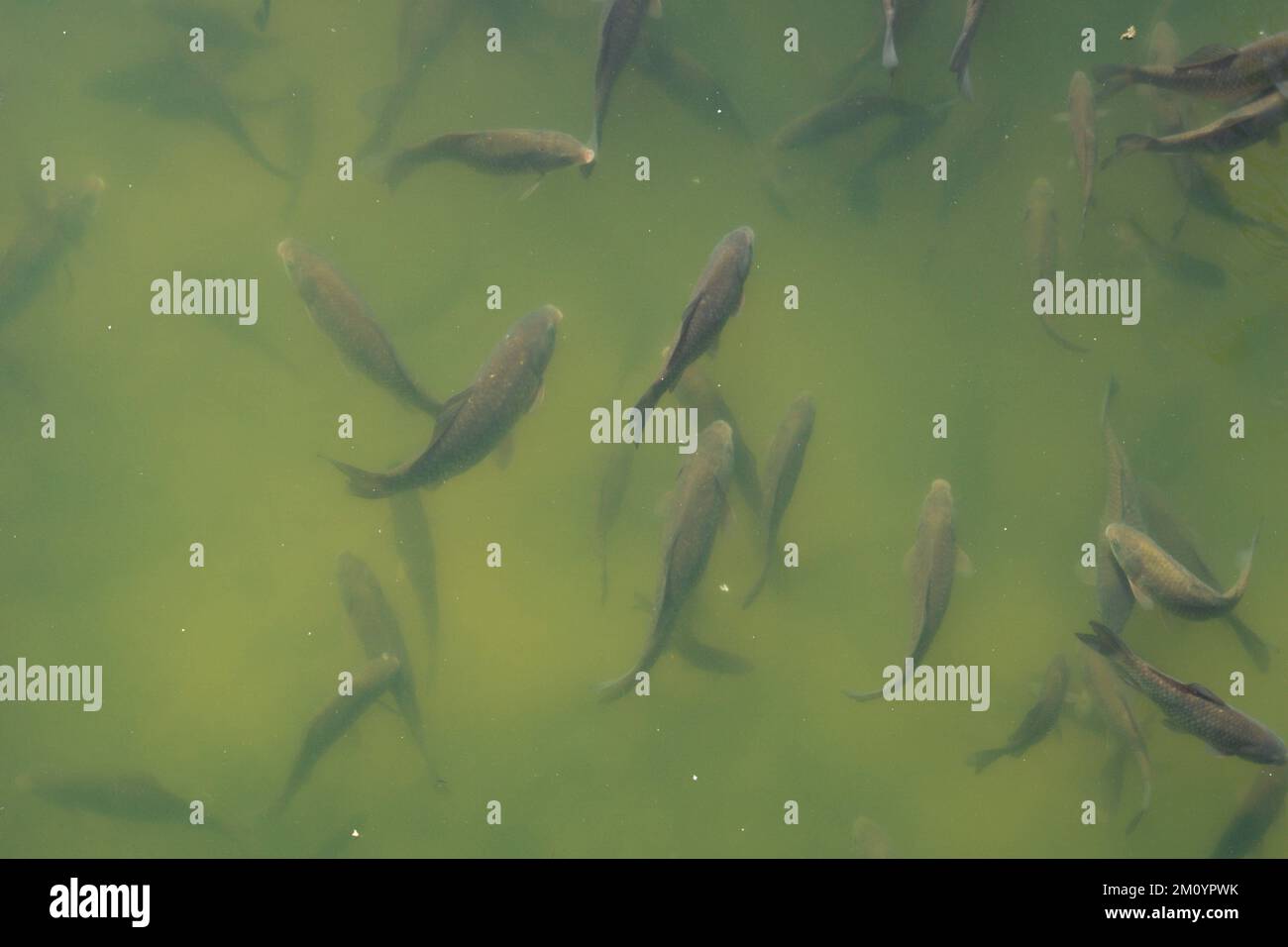 Silhouette of dark fish on a natural background of green water. School ...