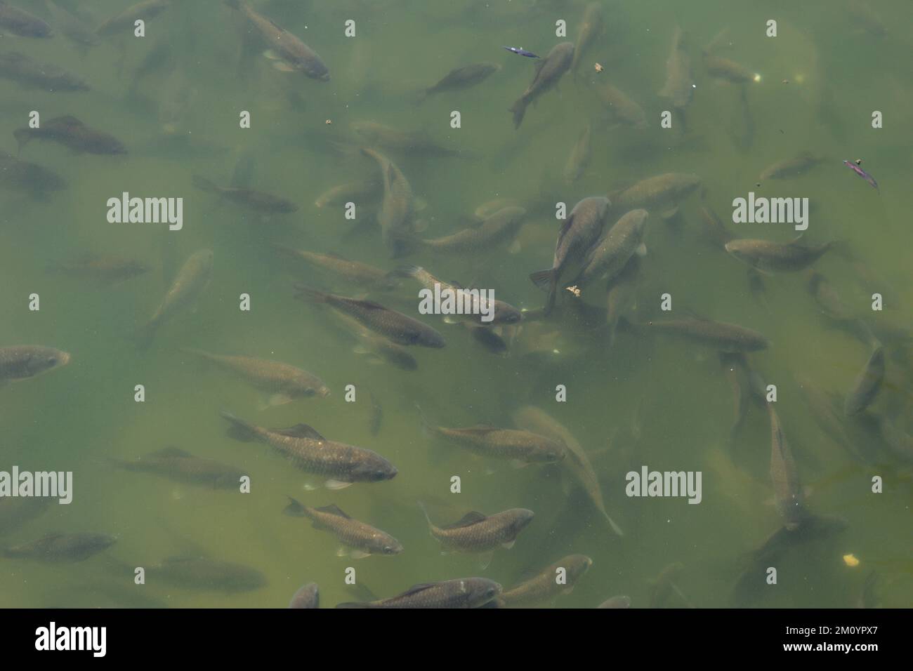 Flock of fish in the river. A lot of fish in the water Stock Photo - Alamy