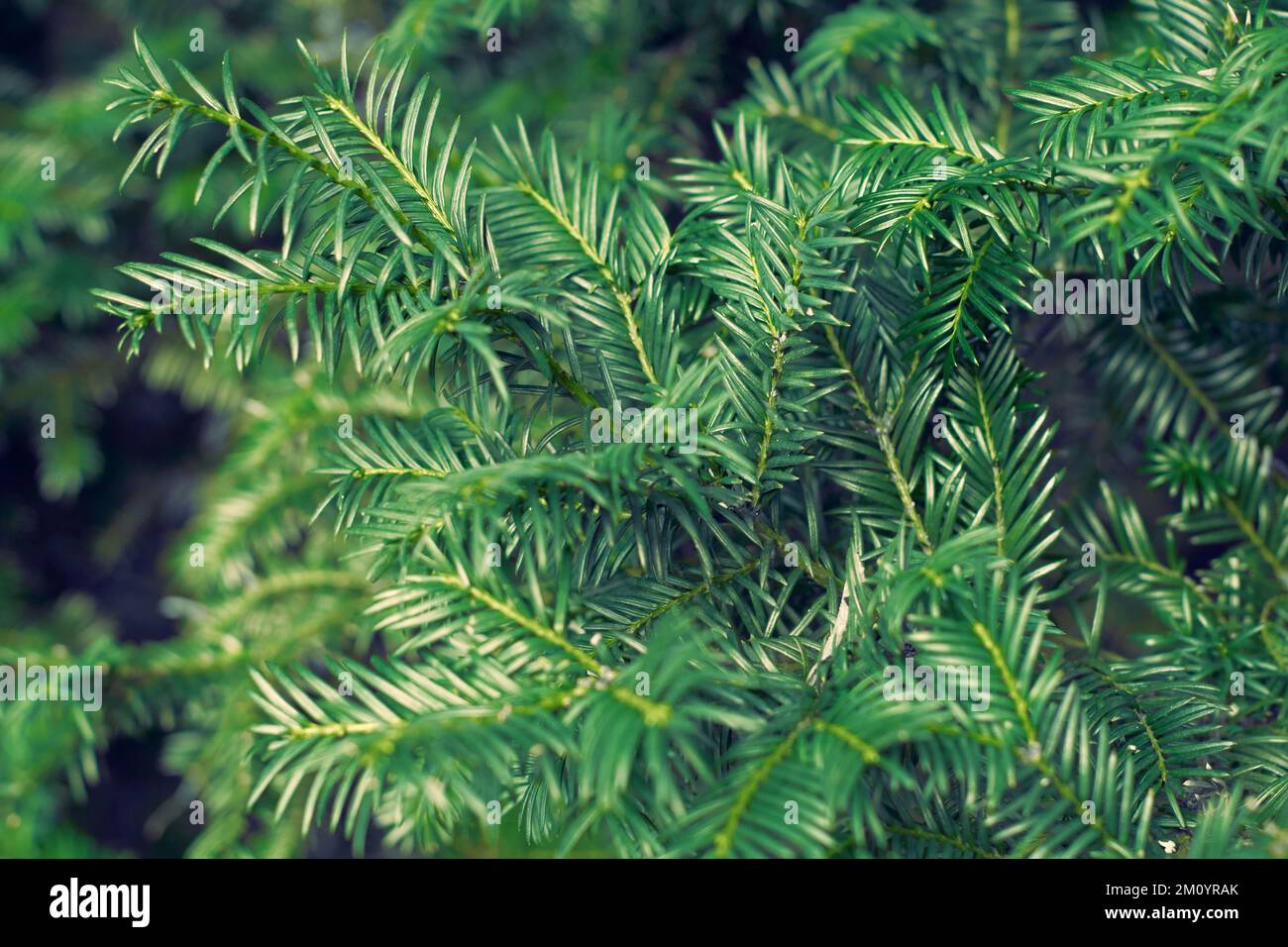 Taxus baccata green twig texture. Berry yew plant texture background ...