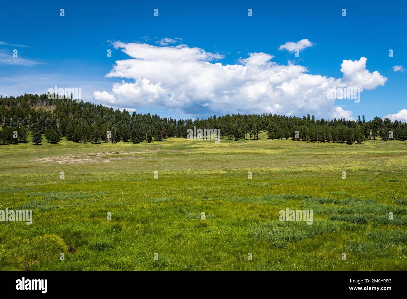 Green meadows and forest-covered mountains under a beautiful blue sky ...