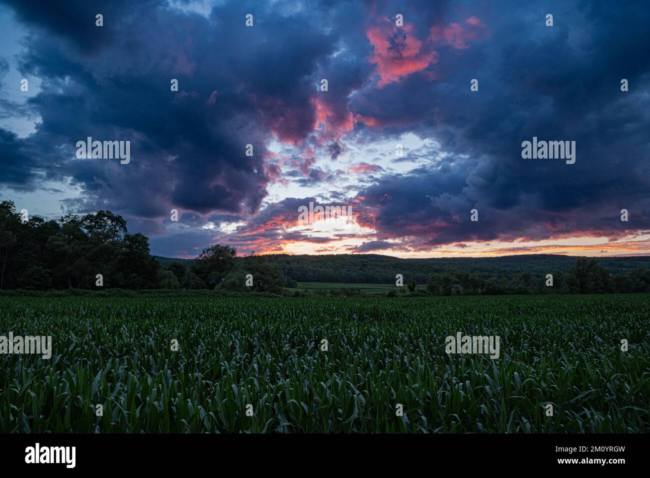 Beautiful corn field sunset hi-res stock photography and images - Alamy