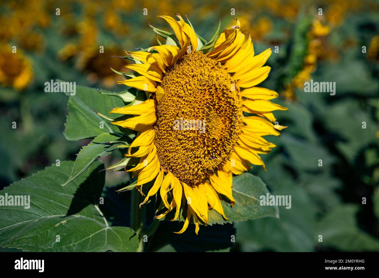 Closeup of the head and seeds of a sunflower Stock Photo - Alamy