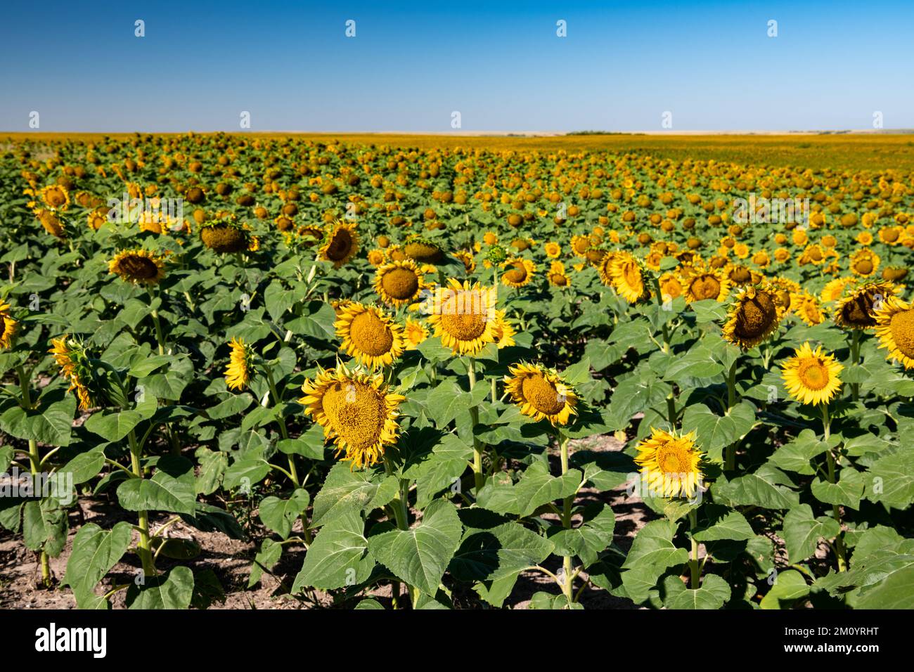 Sunflower field under a perfect blue sky Stock Photo - Alamy