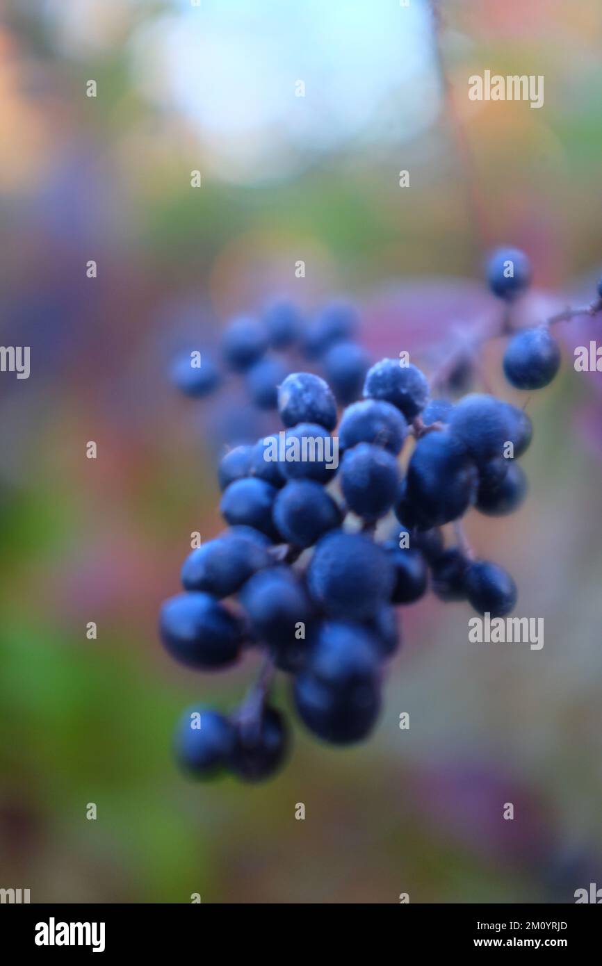 winter morning frost Stock Photo - Alamy