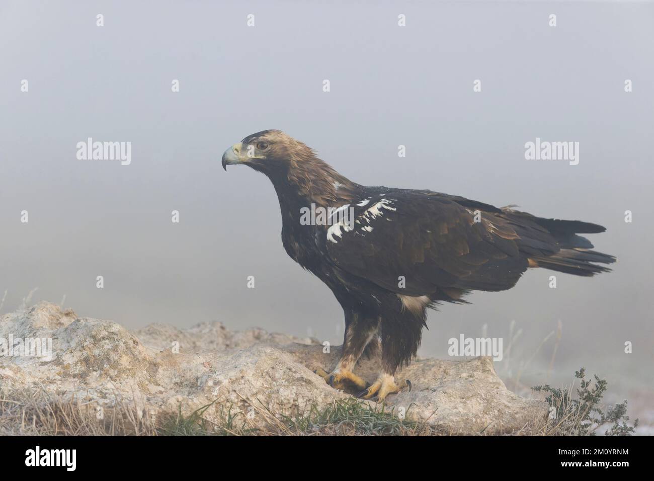Spanish imperial eagle Aquila adalberti, adult standing on rock, Toledo ...