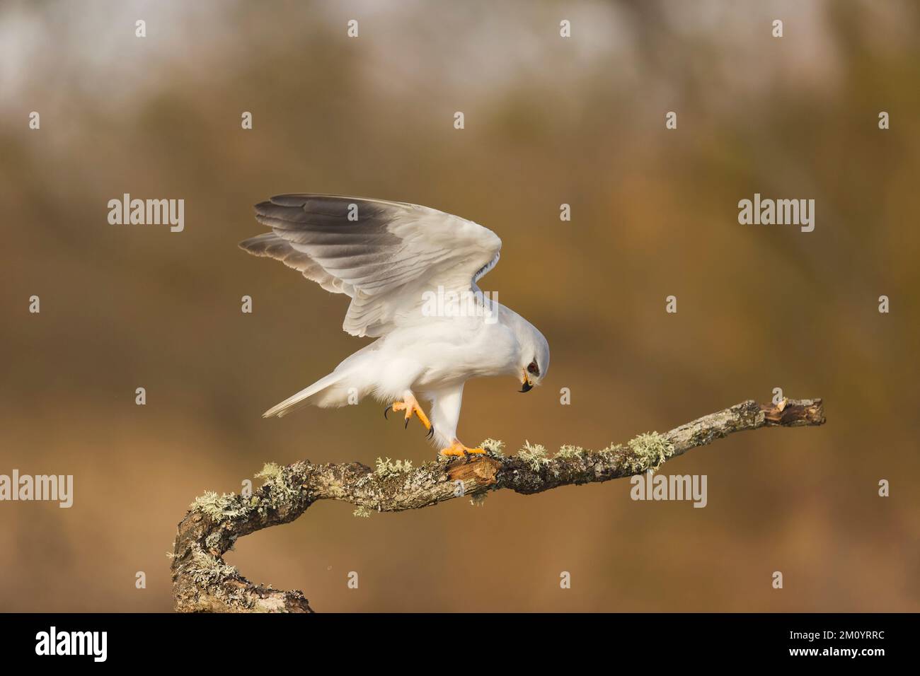 Black-winged kite Elanus caeruleus, adult walking on branch with open ...