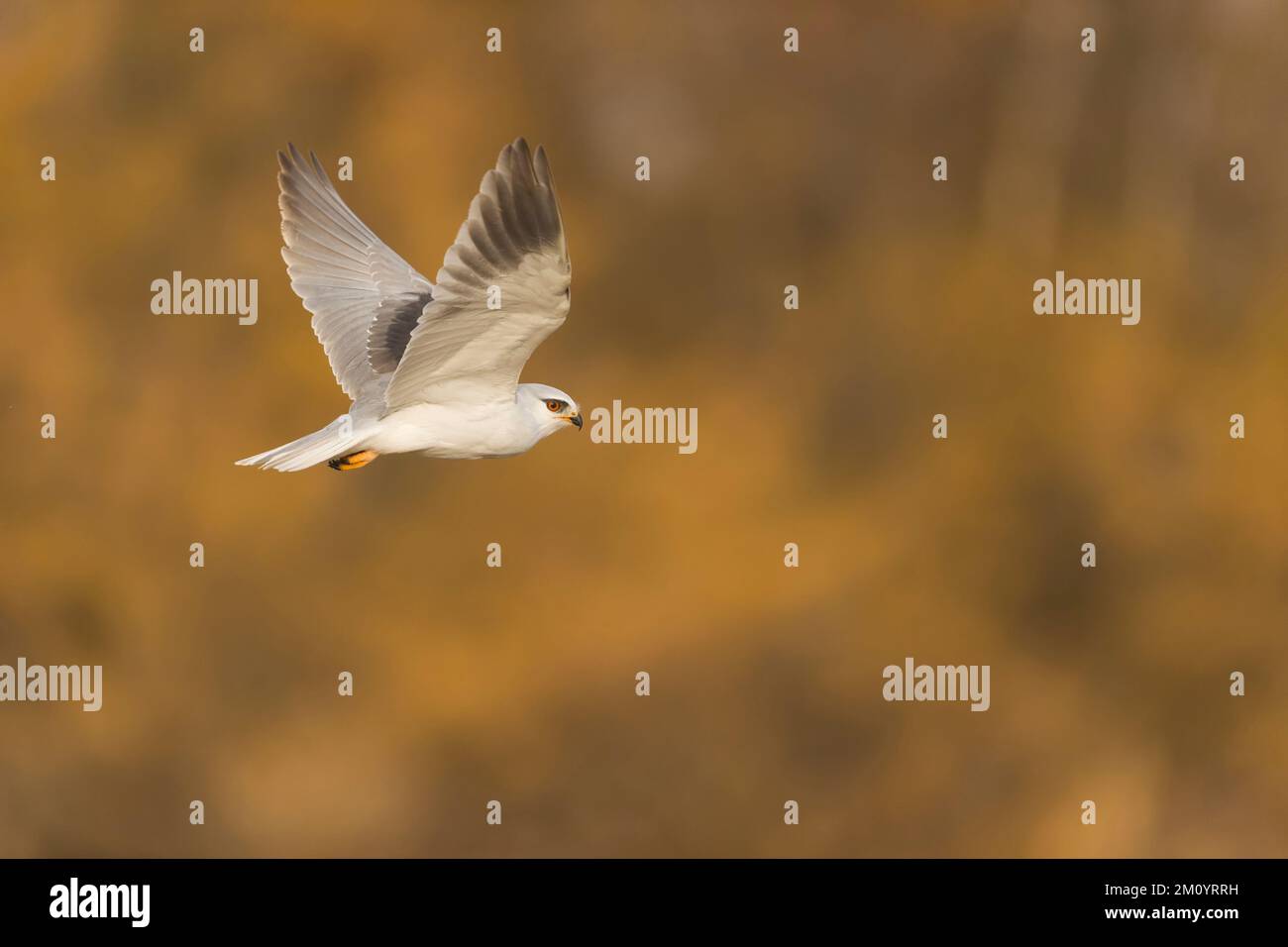 Black-winged kite Elanus caeruleus, adult flying, Toledo, Spain ...