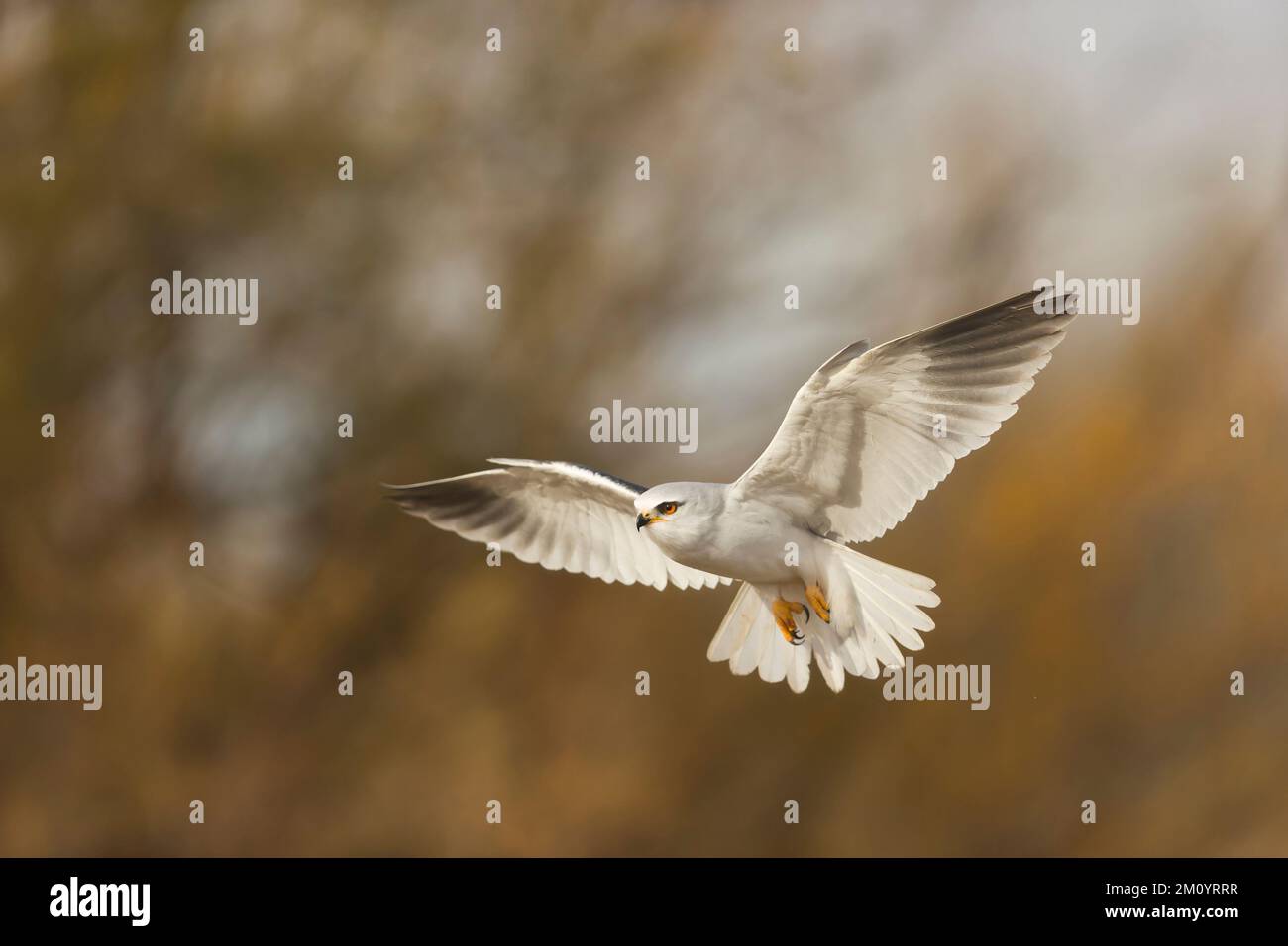 Black-winged kite Elanus caeruleus, adult flying, Toledo, Spain ...