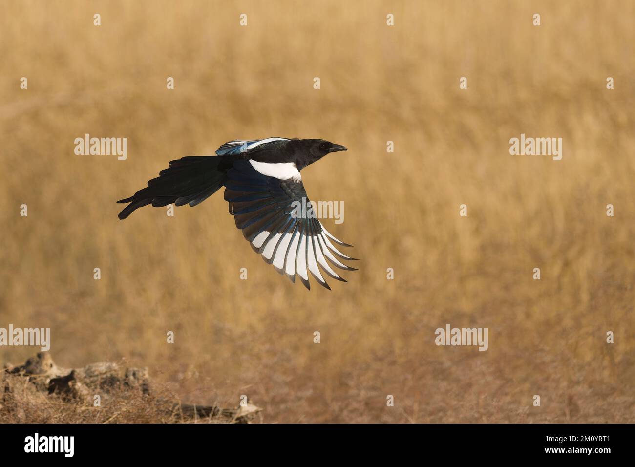 Common magpie Pica pica, adult flying, Toledo, Spain, November Stock ...