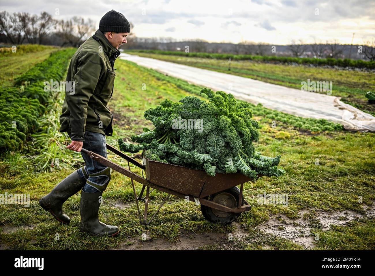 Potsdam, Germany. 07th Dec, 2022. Farmer Markus Schüler harvests kale in a field from the ...