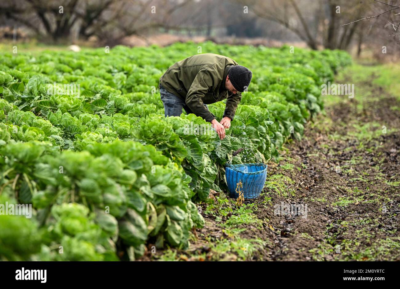 07 December 2022, Brandenburg, Potsdam: Farmer Markus Schüler harvests ...