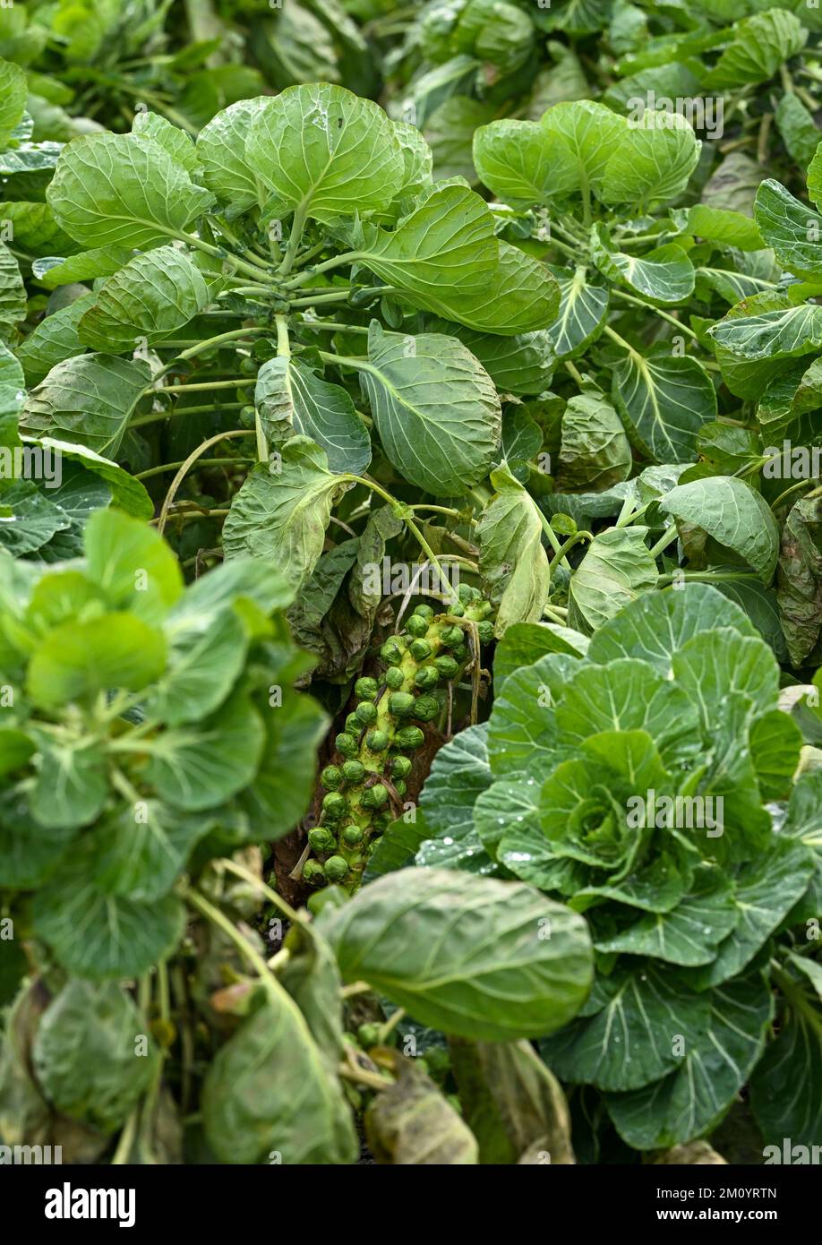 07 December 2022, Brandenburg, Potsdam: Brussels sprouts are growing in ...