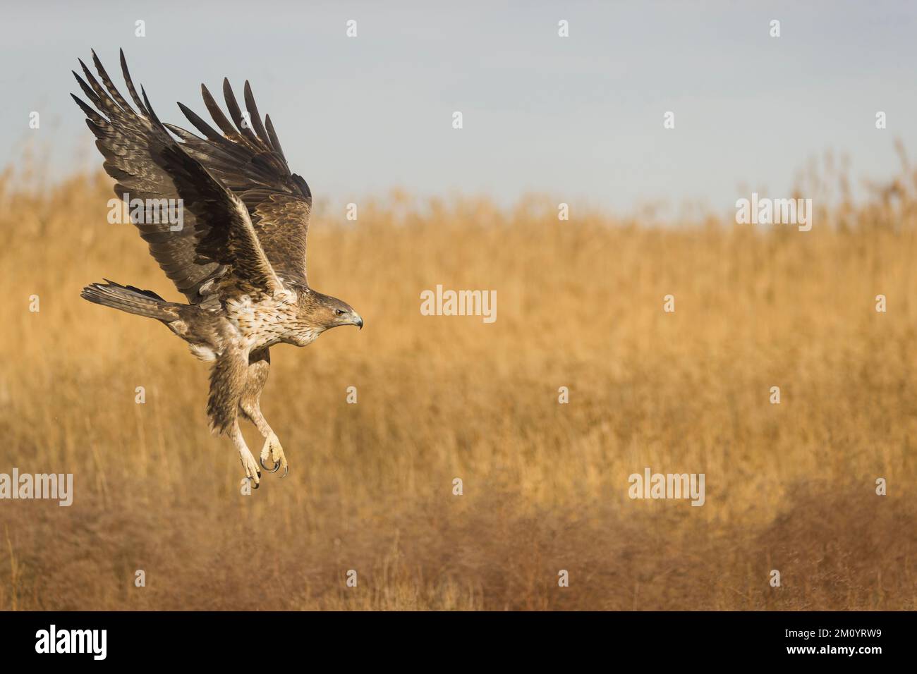 Bonelli's eagle Aquila fasciata, immature flying, Toledo, Spain ...
