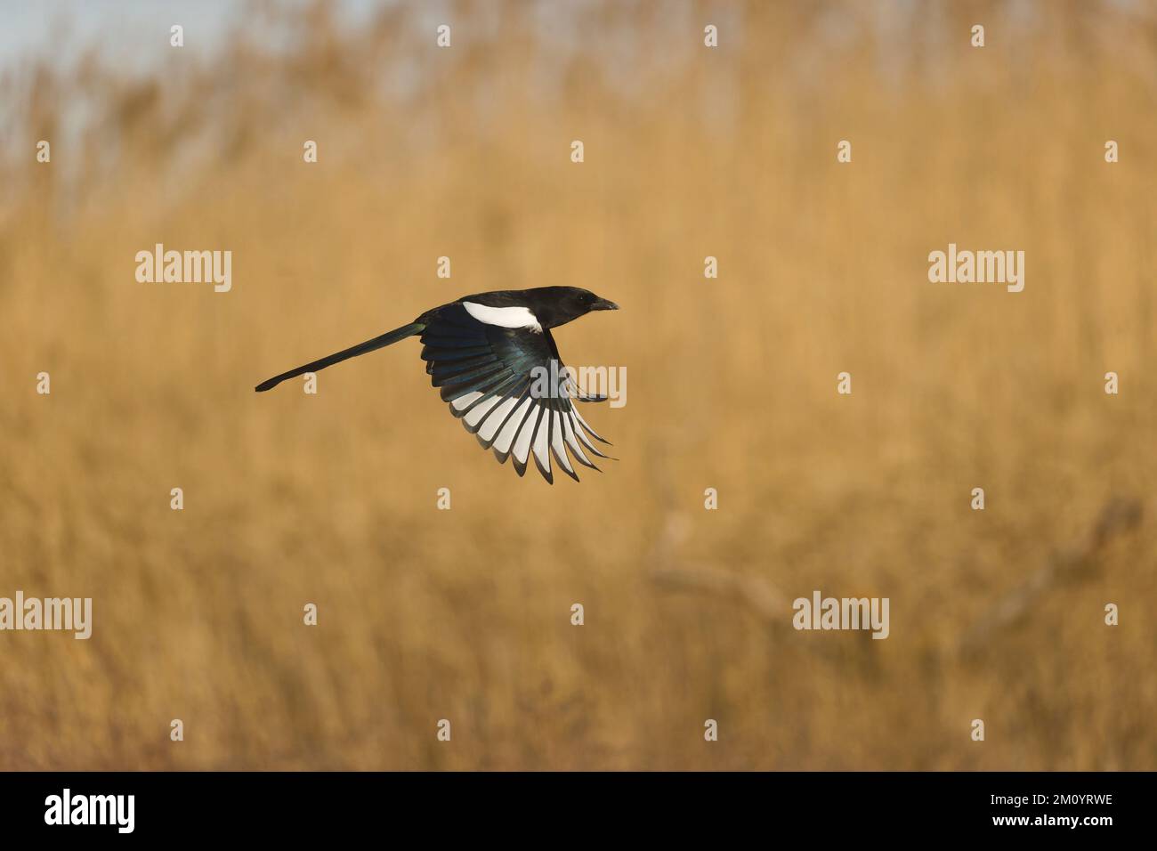 Common magpie Pica pica, adult flying, Toledo, Spain, November Stock ...