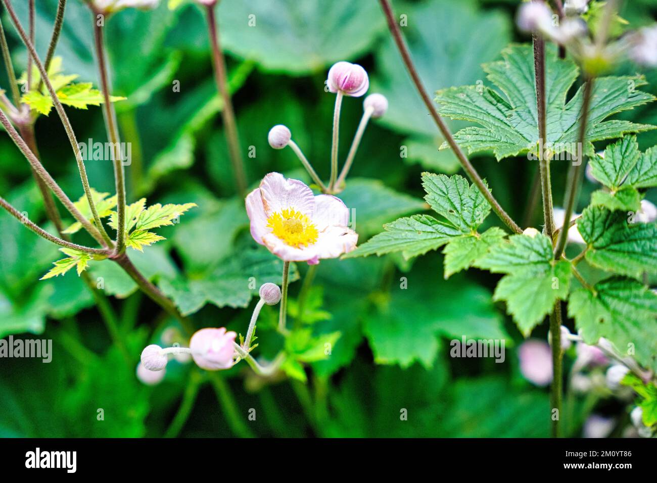 A closeup of Japanese anemone flower growing on a green shrub Stock ...