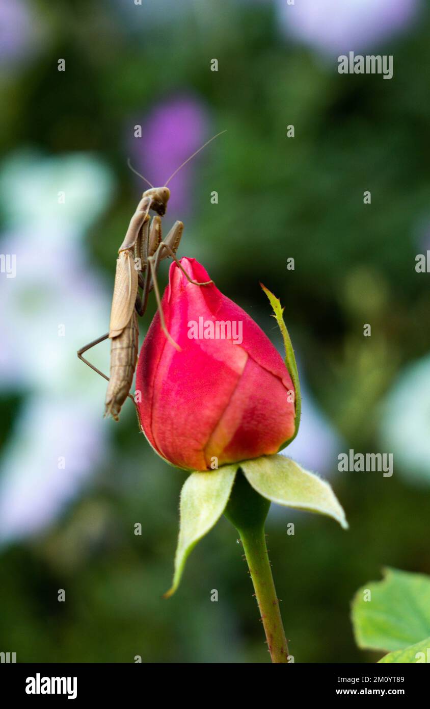 Insect praying mantis sitting on a bud of a pink rose flower. Close-up ...