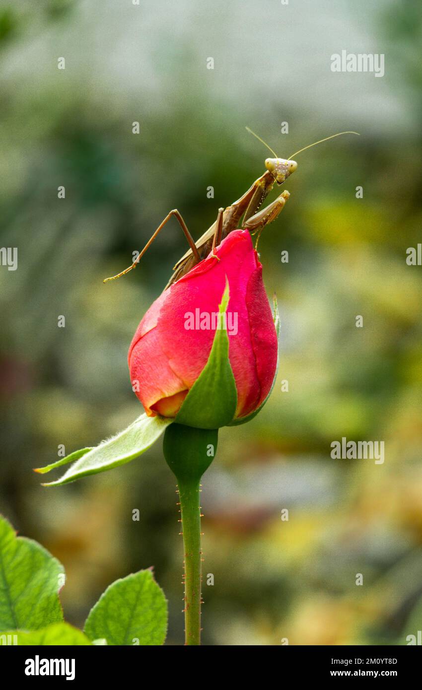 Close-up insect praying mantis sitting on the bud of a pink rose flower ...