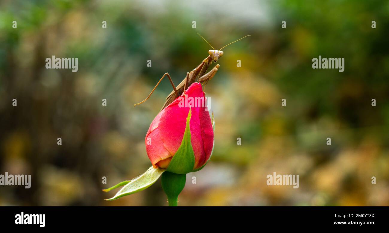 Close-up of a praying mantis looking at the camera. Insect sitting on a ...