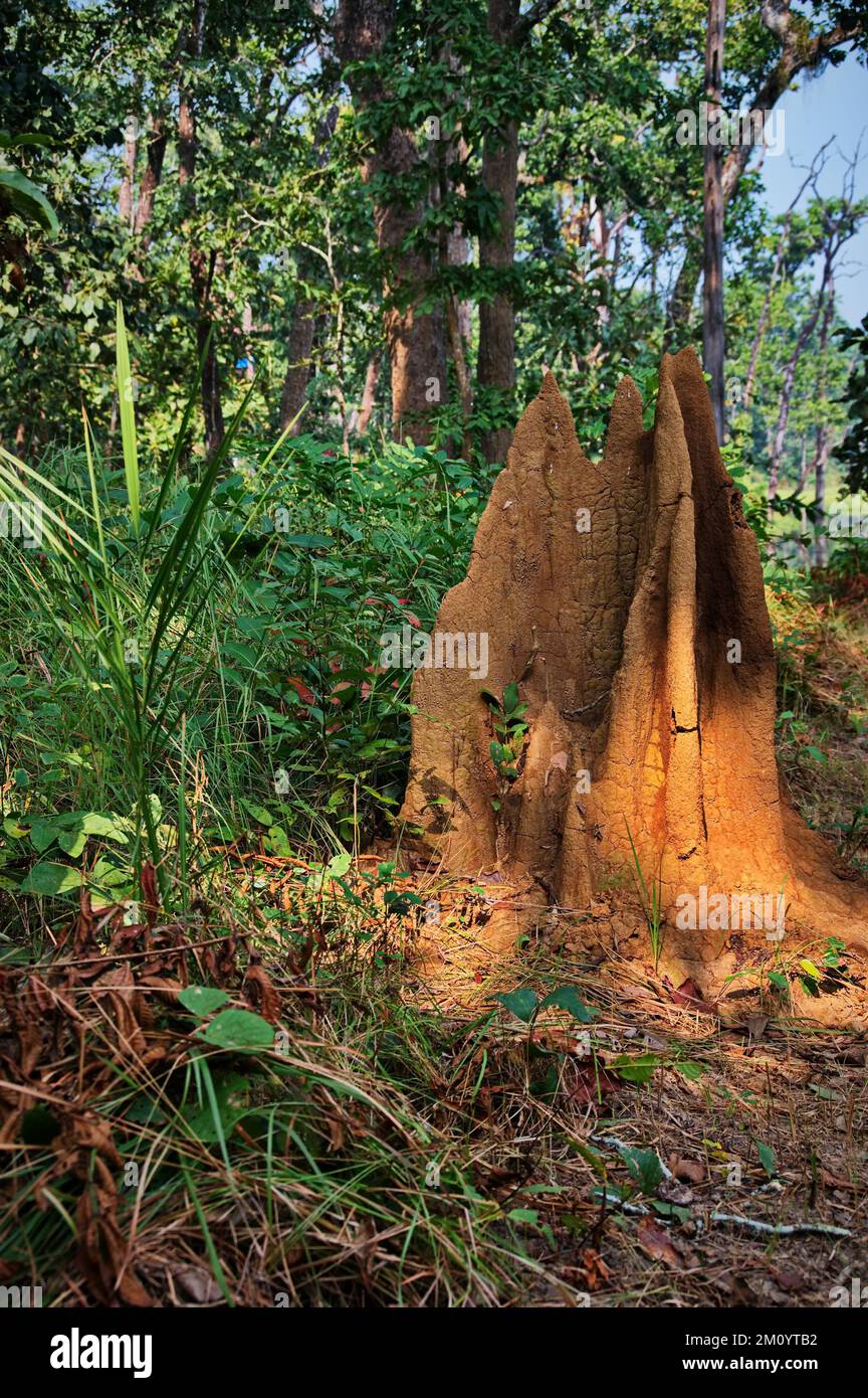Big mound of termites in Chitwan National Park, Nepal Stock Photo - Alamy