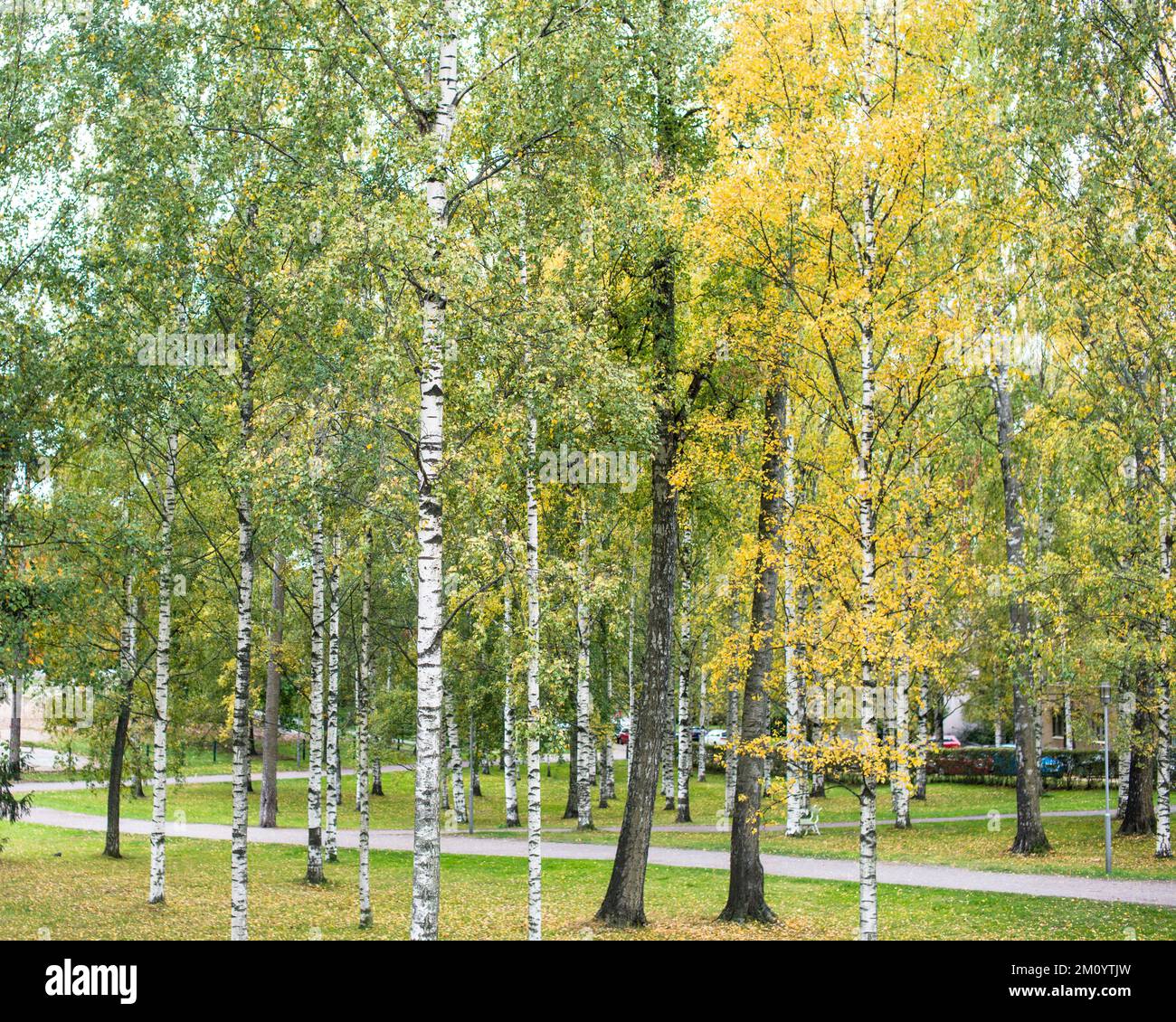 Birch trees park in hi-res stock photography and images - Alamy