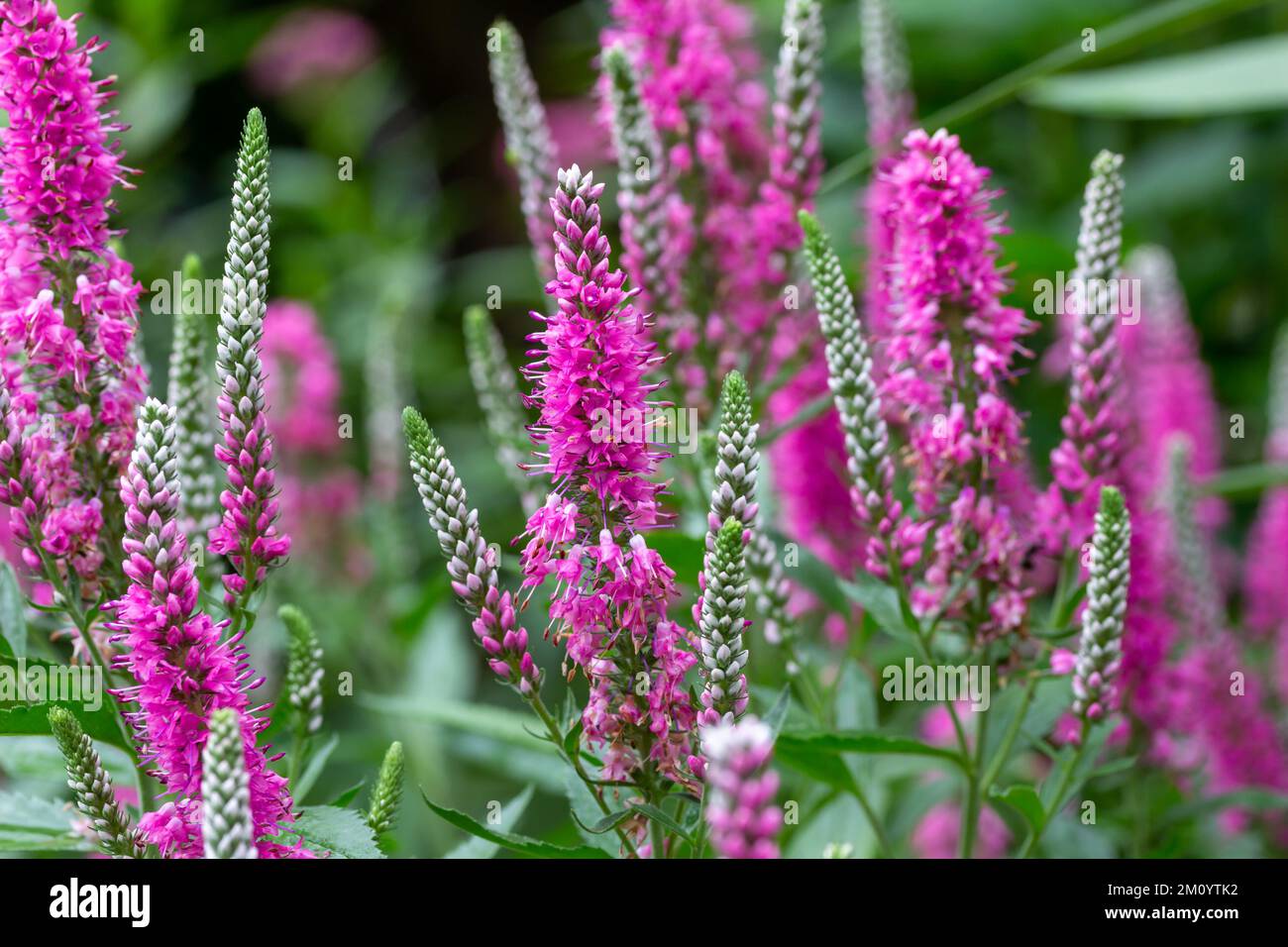 This image shows a close-up texture background of pink blooming spiked ...