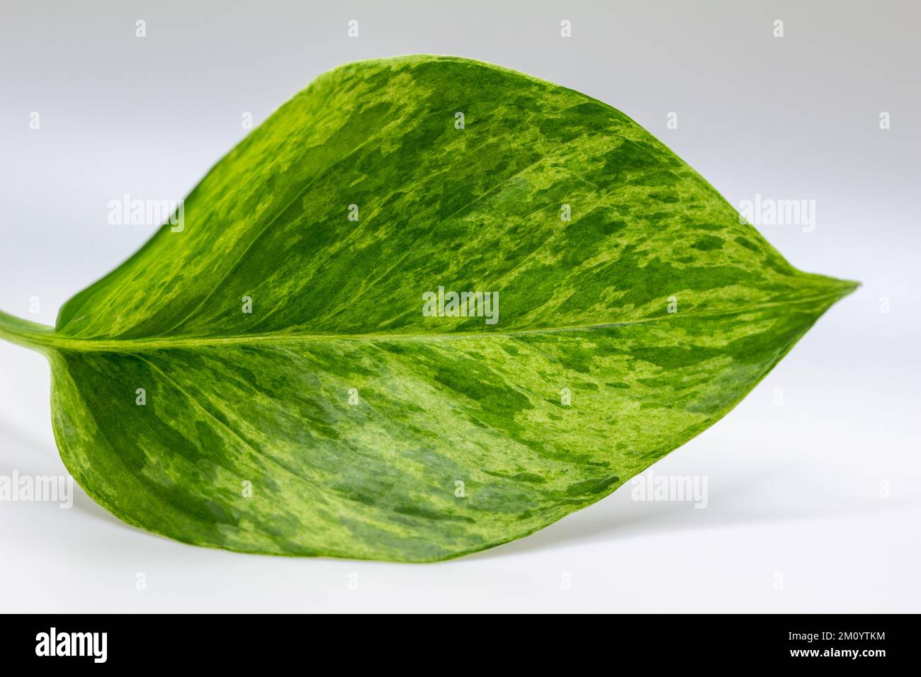 Macro abstract texture background of a single marble queen pothos plant ...