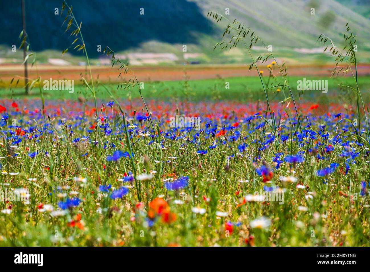 Flowering in the lentil fields in Castelluccio di Norcia Stock Photo ...