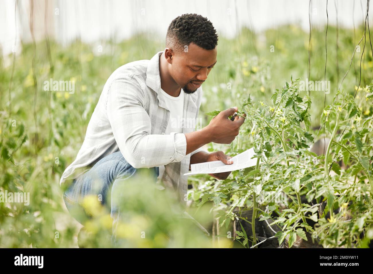 Individual care keeps the crops happy. a handsome young man working on ...