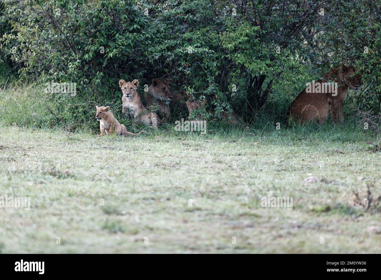 A beautiful shot of the Topi Pride relaxing in green bushes in the ...