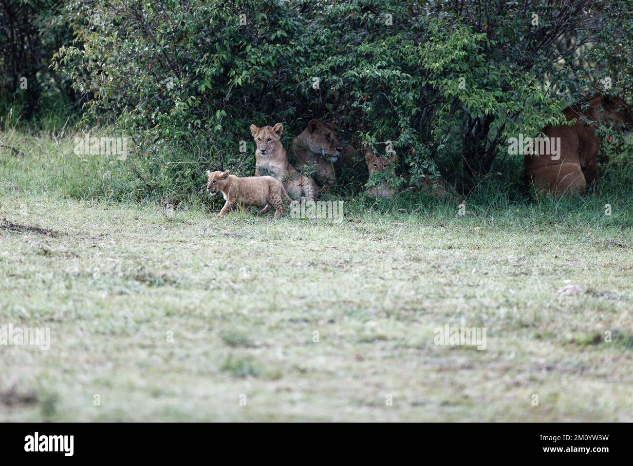 A beautiful shot of the Topi Pride relaxing in green bushes in the ...