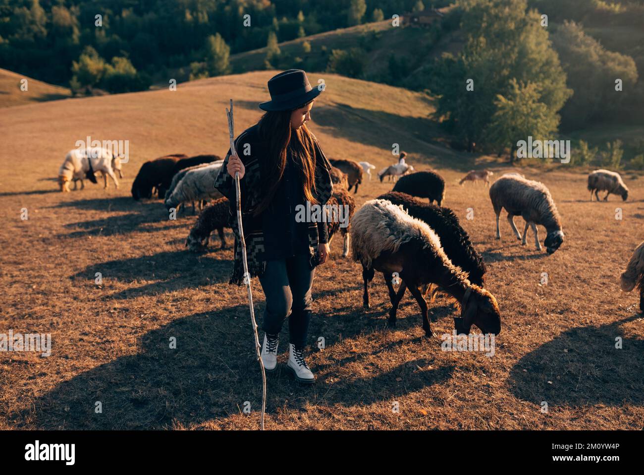 Female shepherd and flock of sheep at a lawn Stock Photo - Alamy