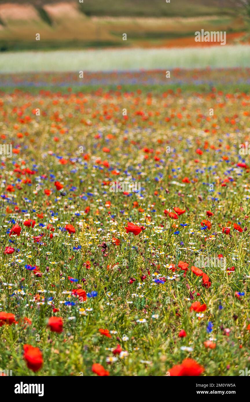 Flowering in the lentil fields in Castelluccio di Norcia Stock Photo ...