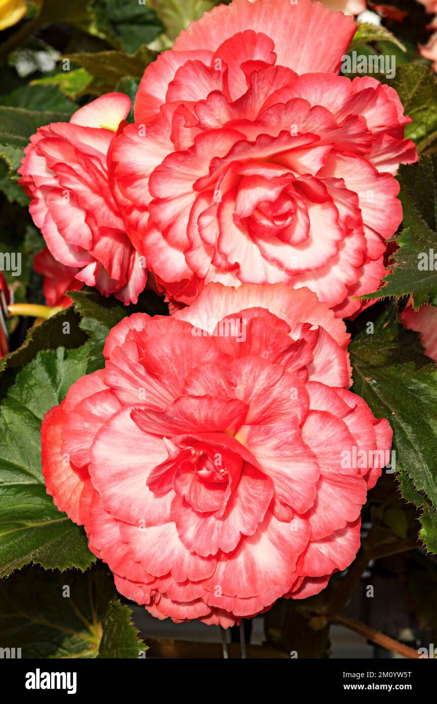 Ballarat Australia / The Annual Ballarat Begonia Festival is a popular ...
