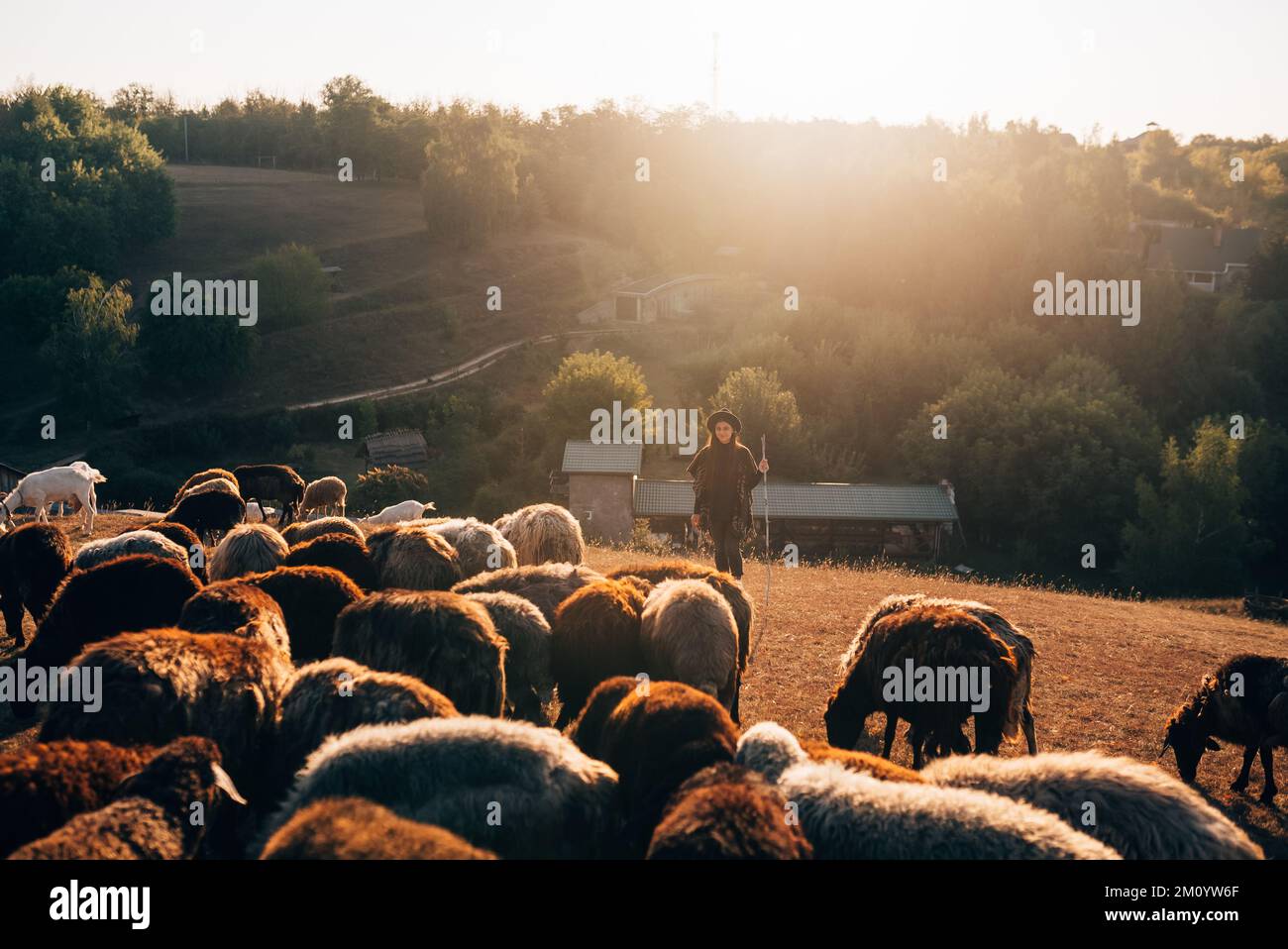 Female shepherd and flock of sheep at a lawn Stock Photo - Alamy